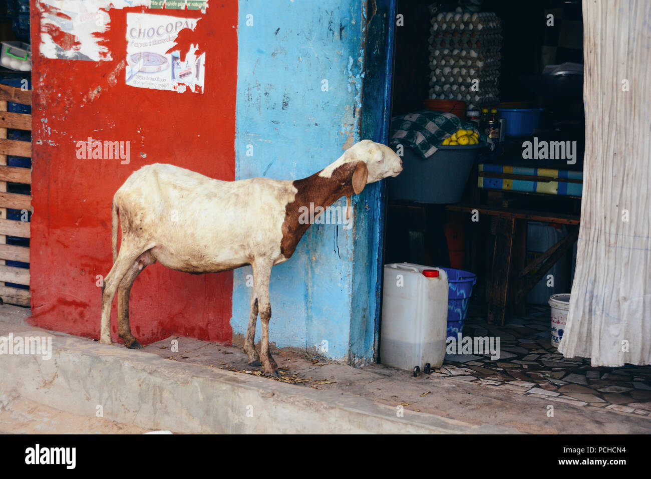 Senegal sheep hi-res stock photography and images - Alamy