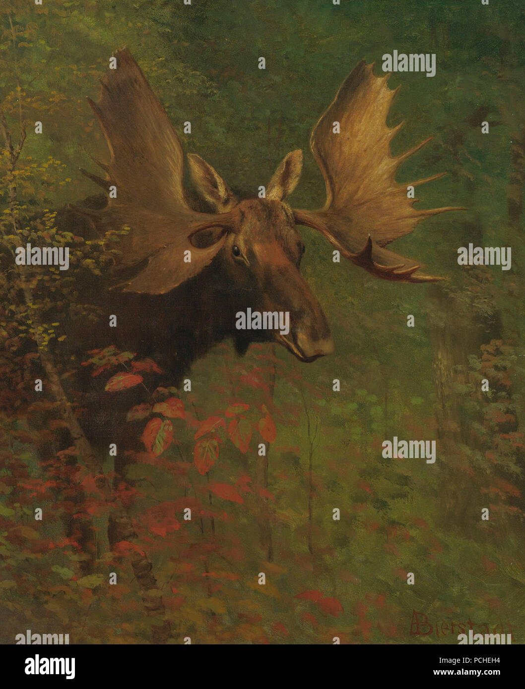 Albert Bierstadt - Study of a moose Stock Photo - Alamy