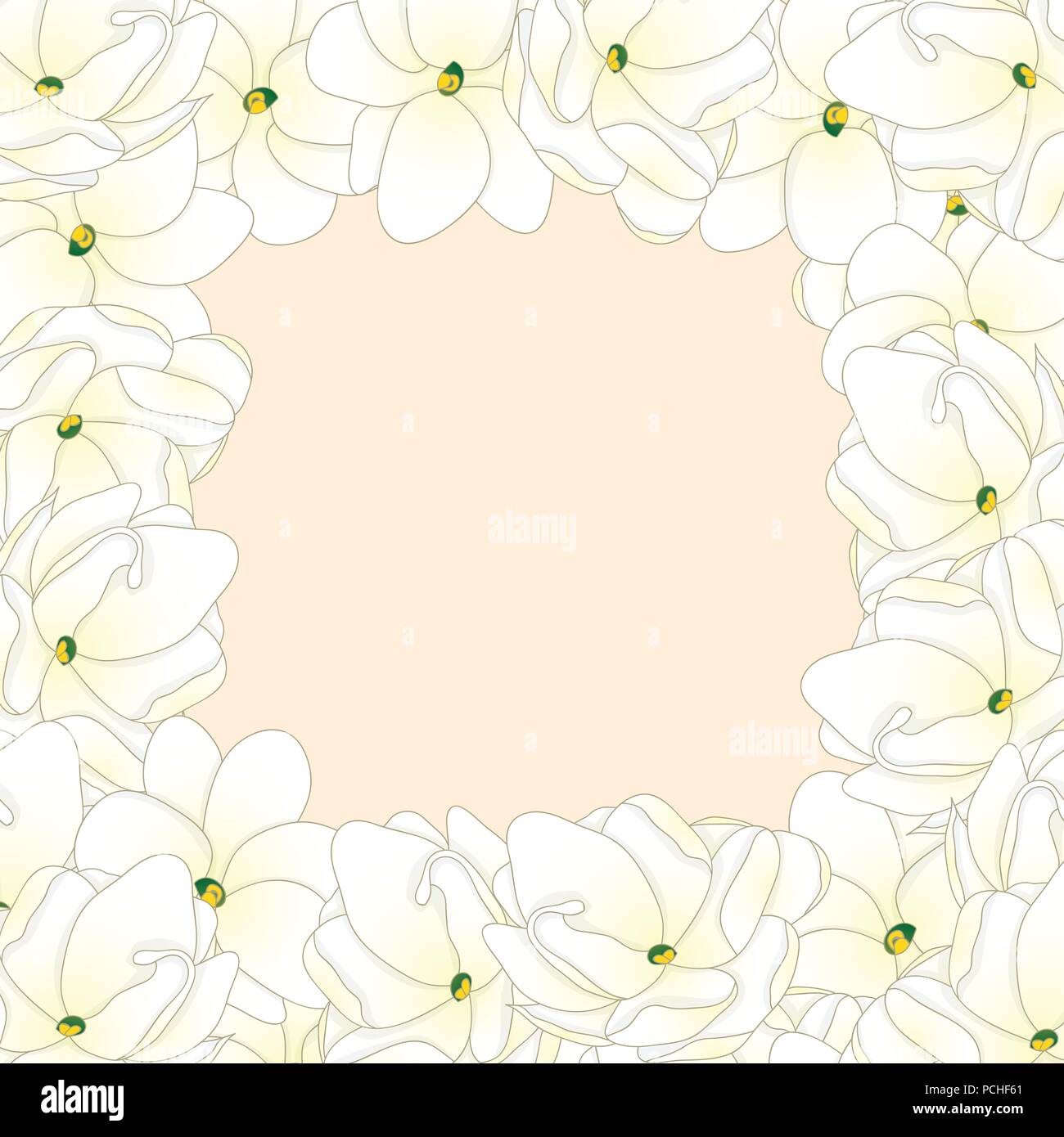 Jasminum sambac - Arabian Jasmine Border. Vector Illustration Stock ...