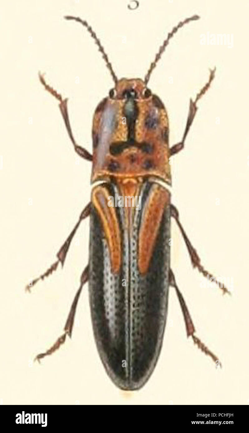 Alaus hi-res stock photography and images - Alamy