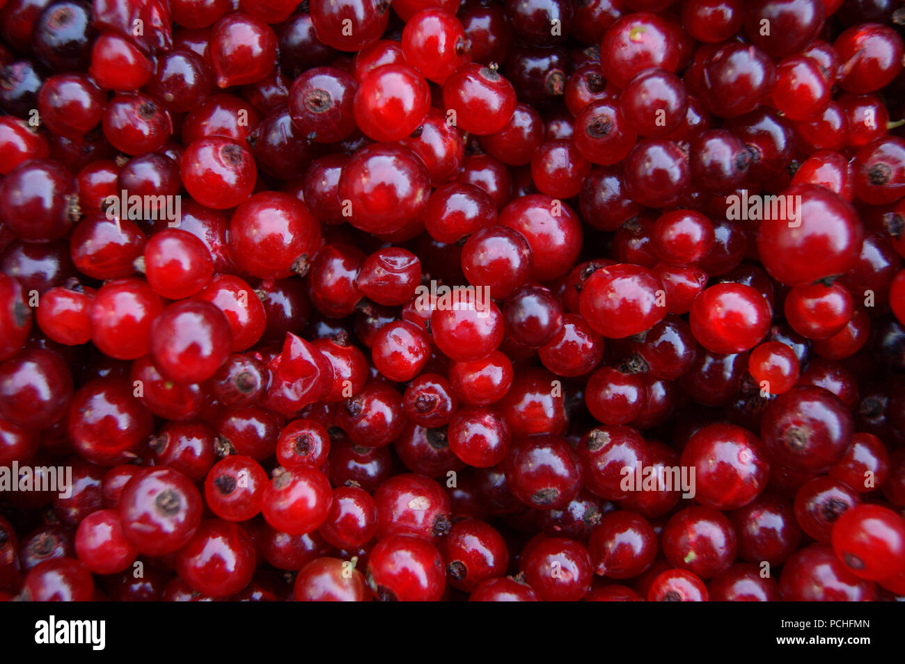 Berry wood sorrel red Stock Photo - Alamy