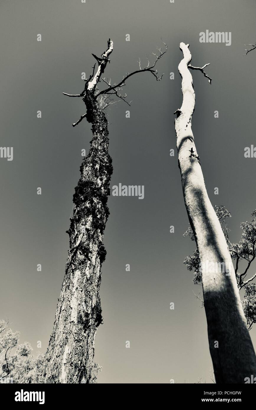 Two dead tree trunks extending into the sky, Townsville, Queensland ...