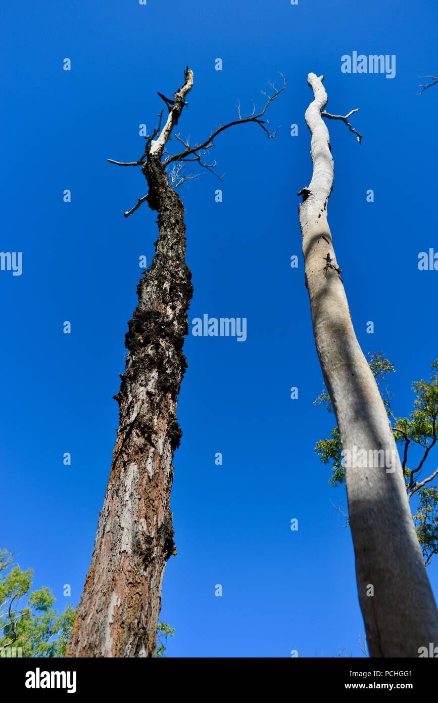 Two dead tree trunks extending into the sky, Townsville, Queensland ...