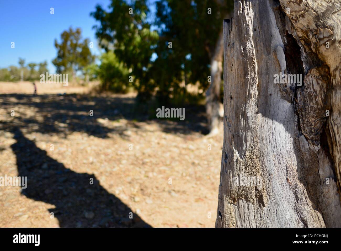 A tree trunk and the shadow it casts in a dry barren landscape ...