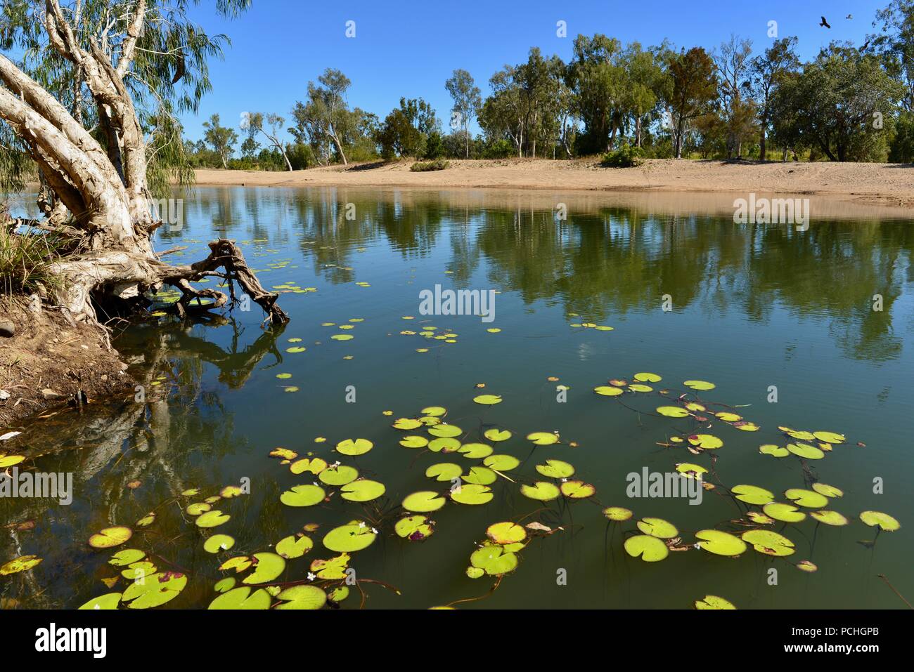 Water Lilies growing on Keelbottom Creek, Townsville, Queensland ...