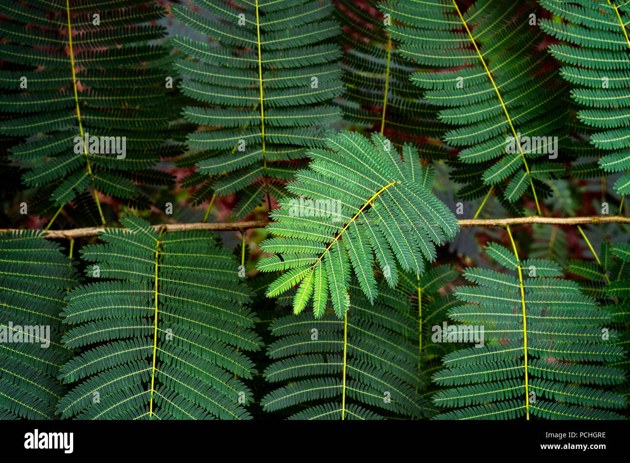 Fern branch hi-res stock photography and images - Alamy