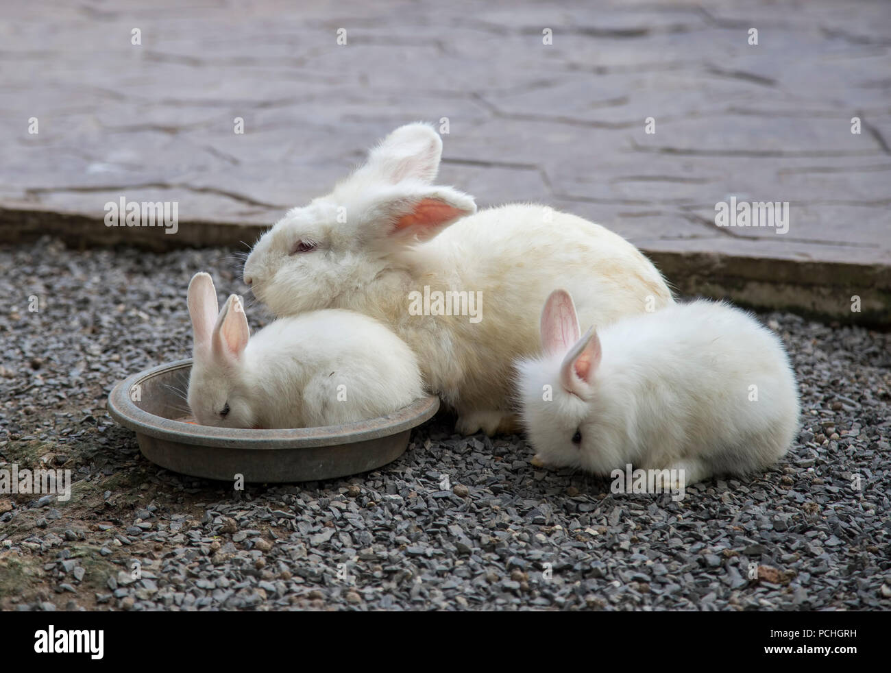 Rabbit family eating food in tray Stock Photo - Alamy