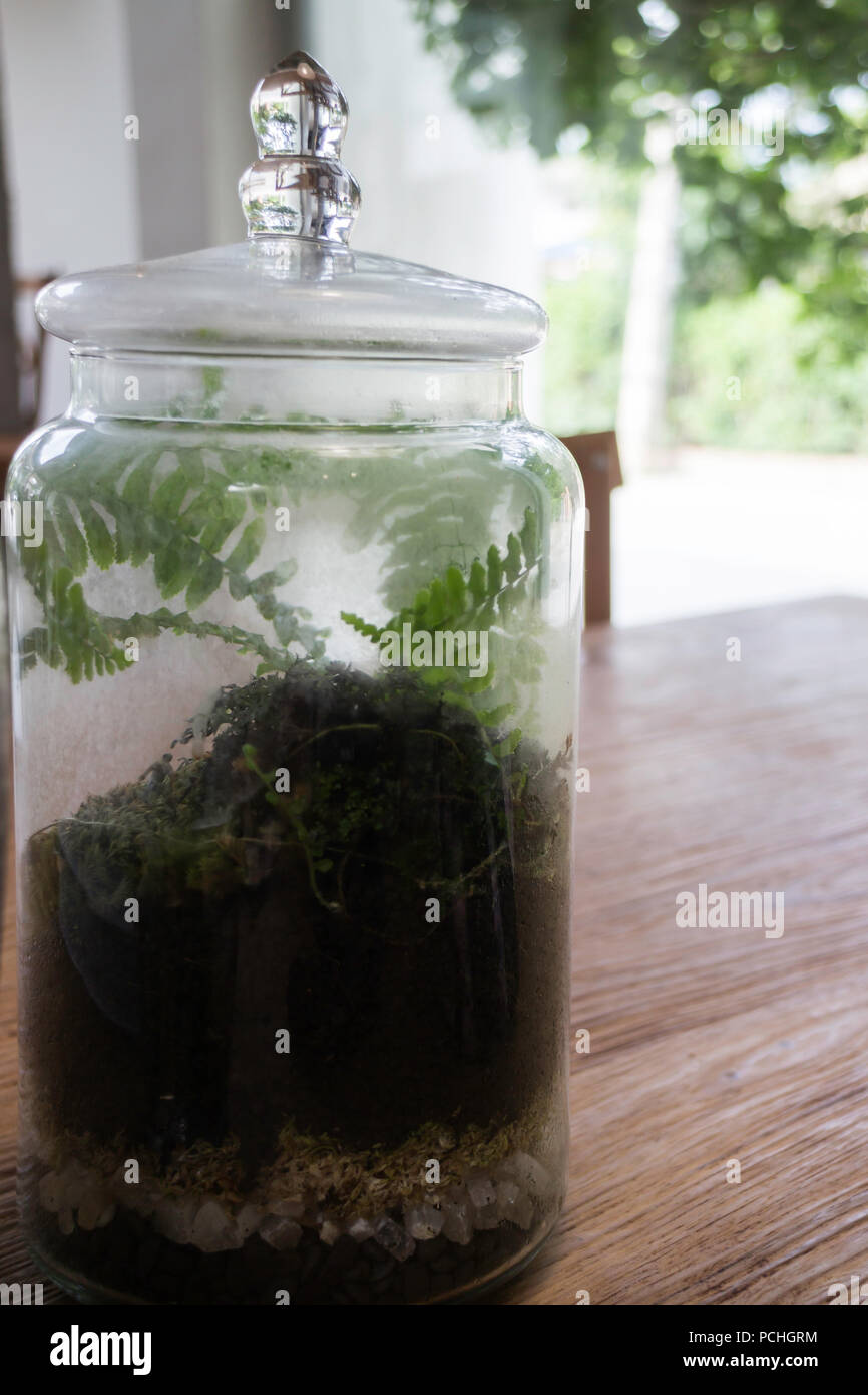 Plant in glass terrarium, stock photo Stock Photo - Alamy
