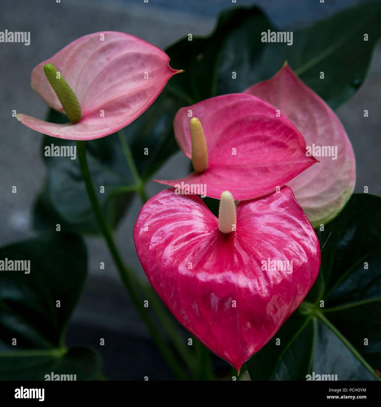 Red flamingo flower (Anthurium) in the garden Stock Photo - Alamy