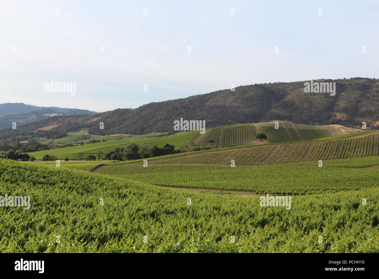 Vineyard example hi-res stock photography and images - Alamy