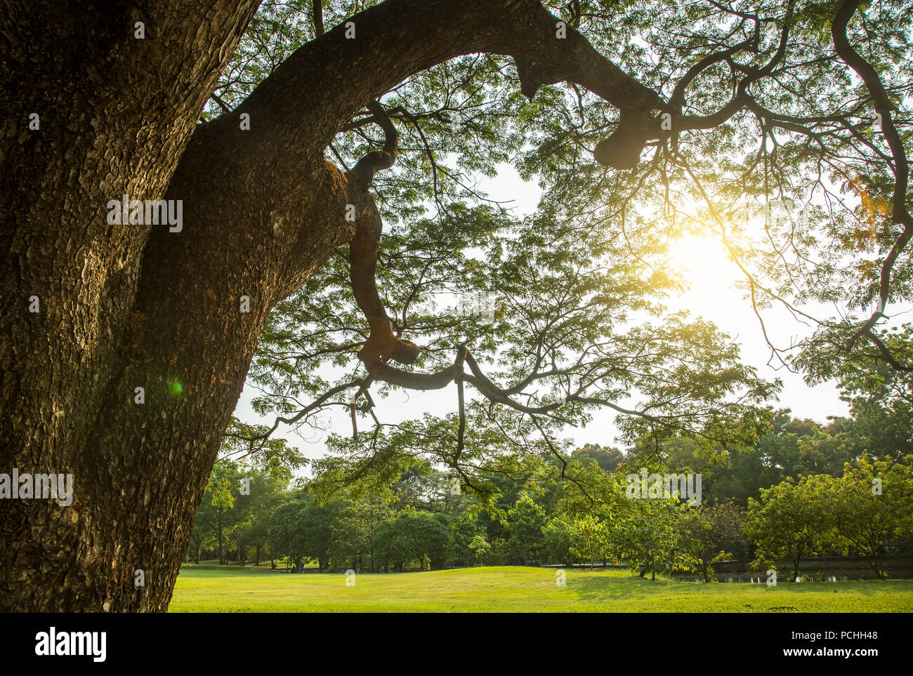 Under the tree in garden with sunlight Stock Photo - Alamy