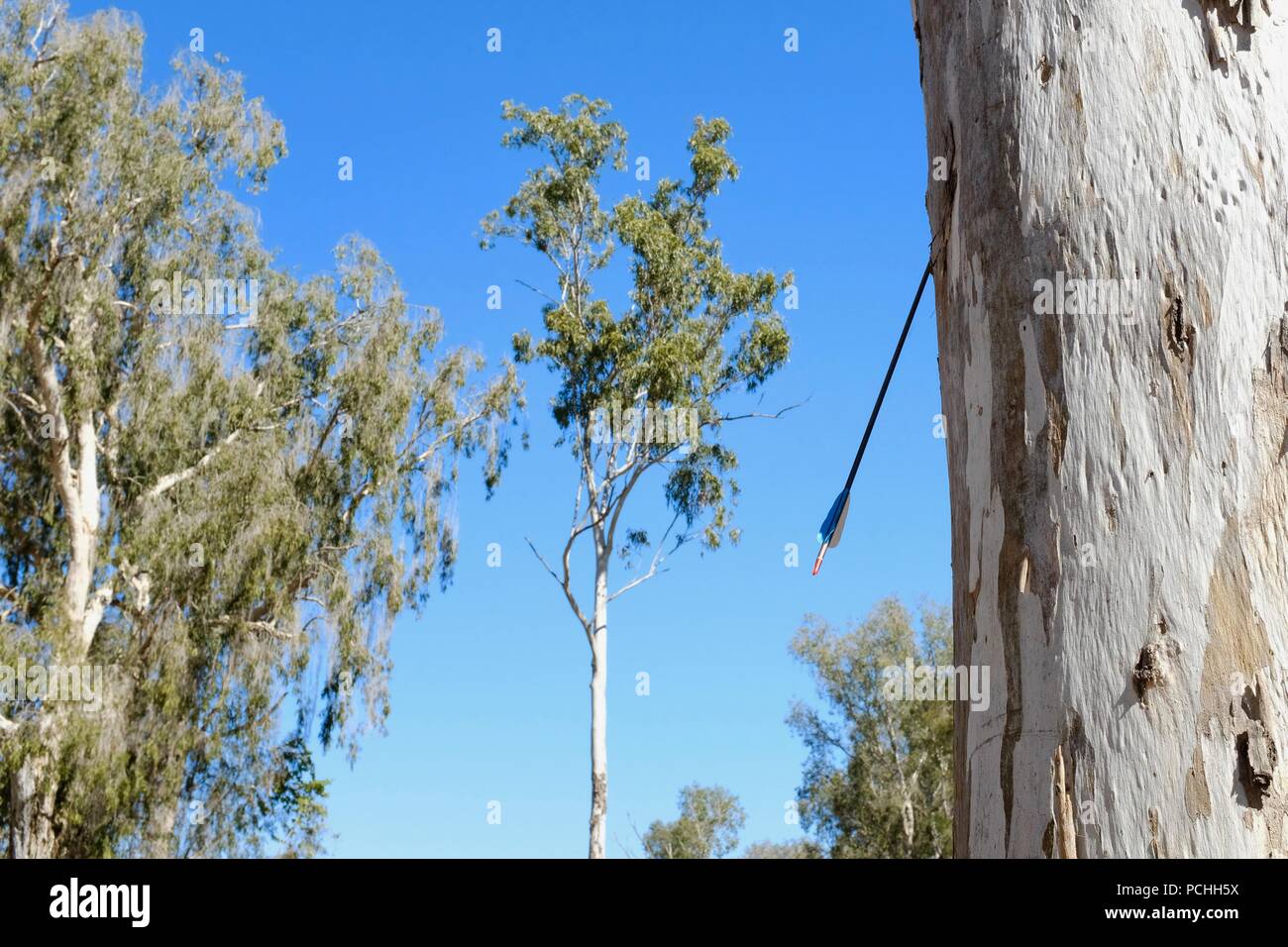 An arrow sticking out of a tree trunk hi-res stock photography and ...