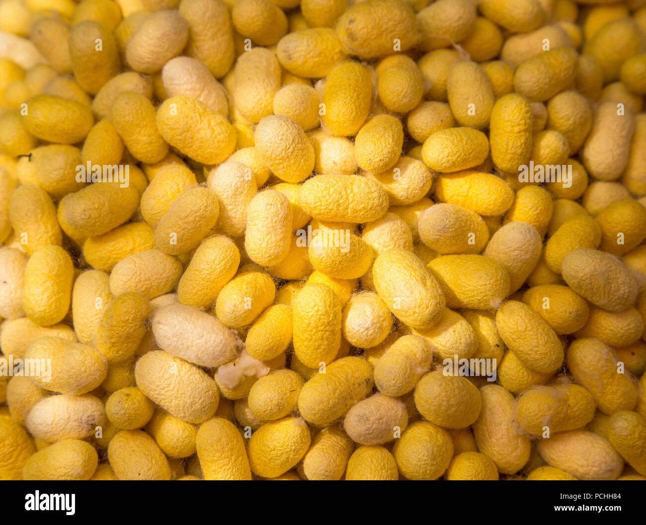 The cocoon before processed to silk thread Stock Photo - Alamy