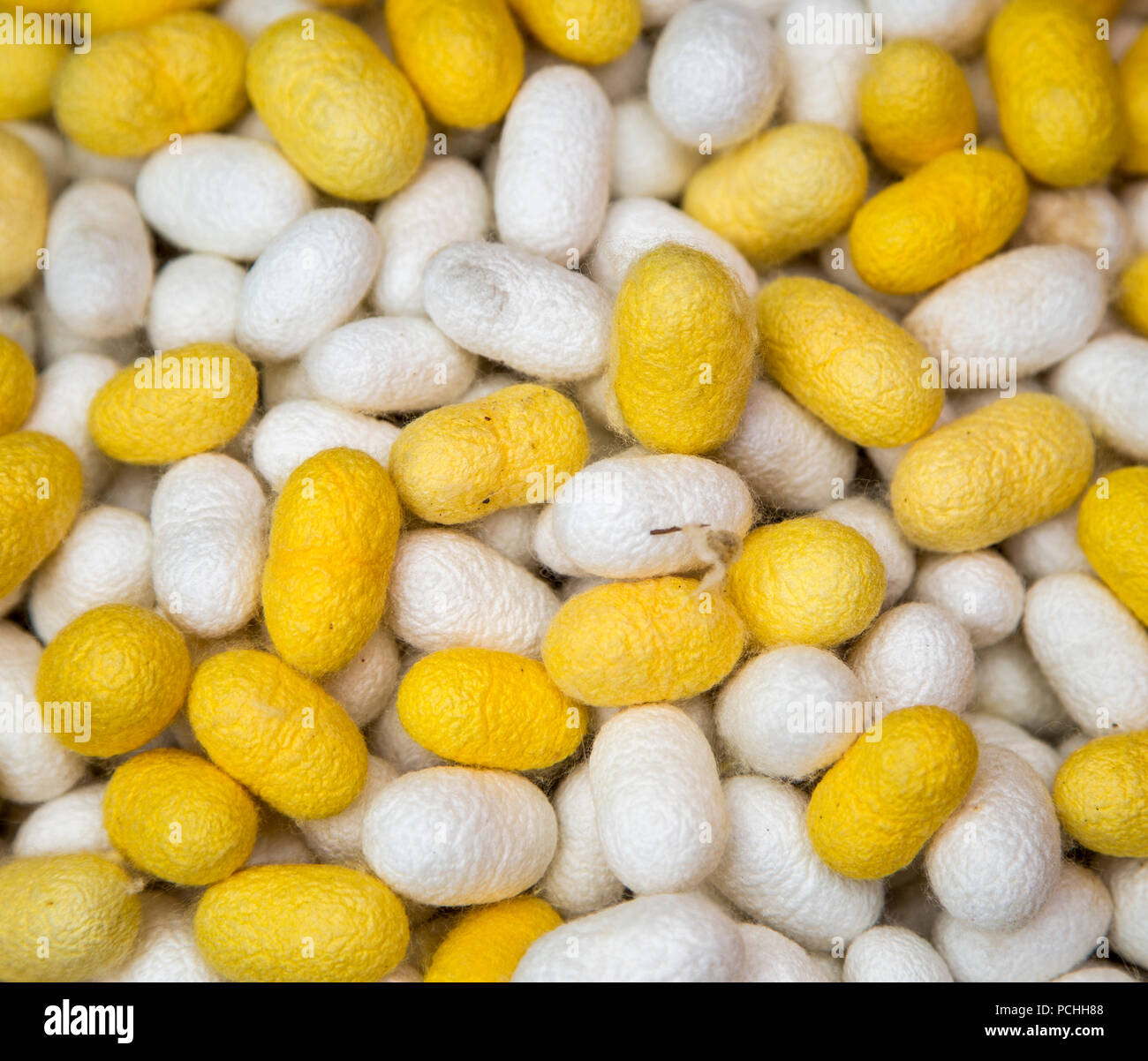 The cocoon before processed to silk thread Stock Photo - Alamy