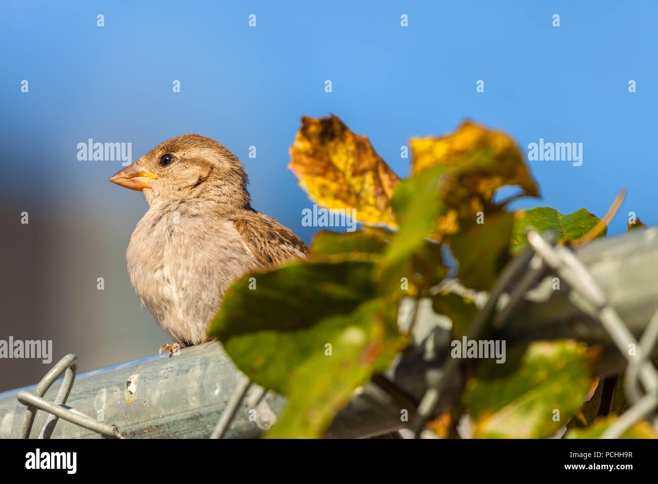 Juvenile Female House Sparrow High Resolution Stock Photography and ...