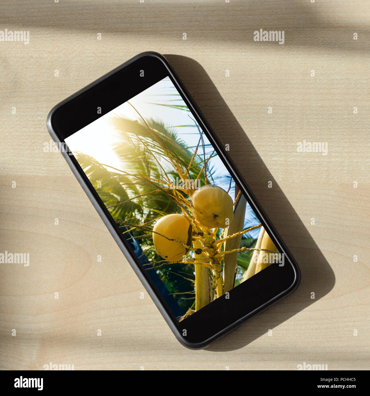 Photo of palm tree with coconuts on the screen of smartphone phone ...