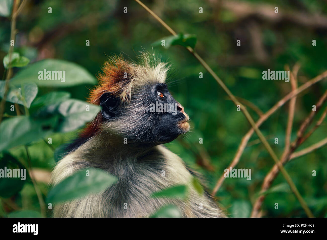 Monkey funny situation hi-res stock photography and images - Alamy