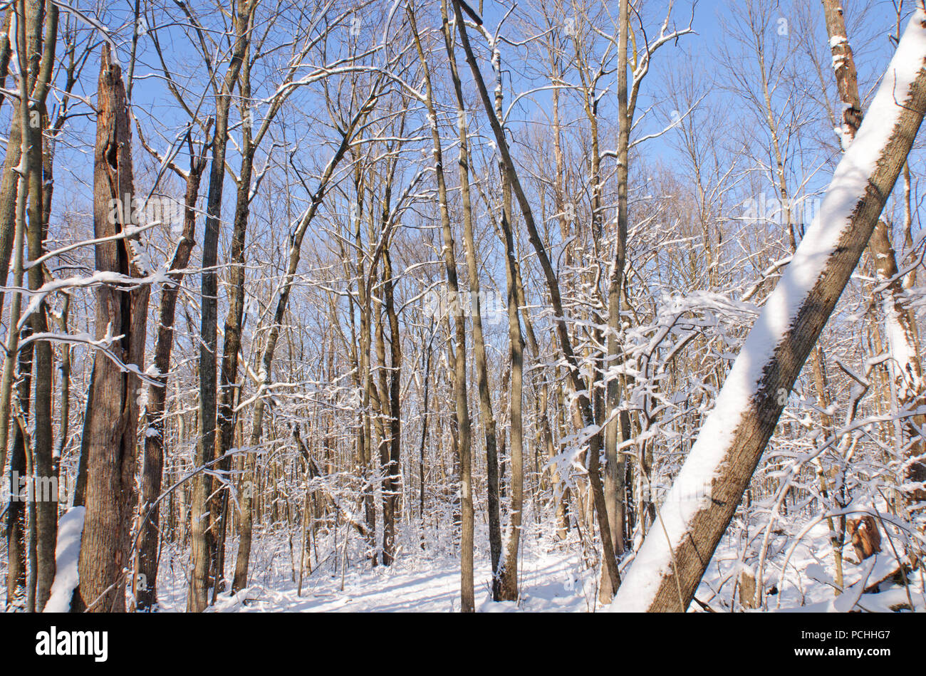 Snow in the Trees in Sleepy Hollow State Park in Michigan Stock Photo ...