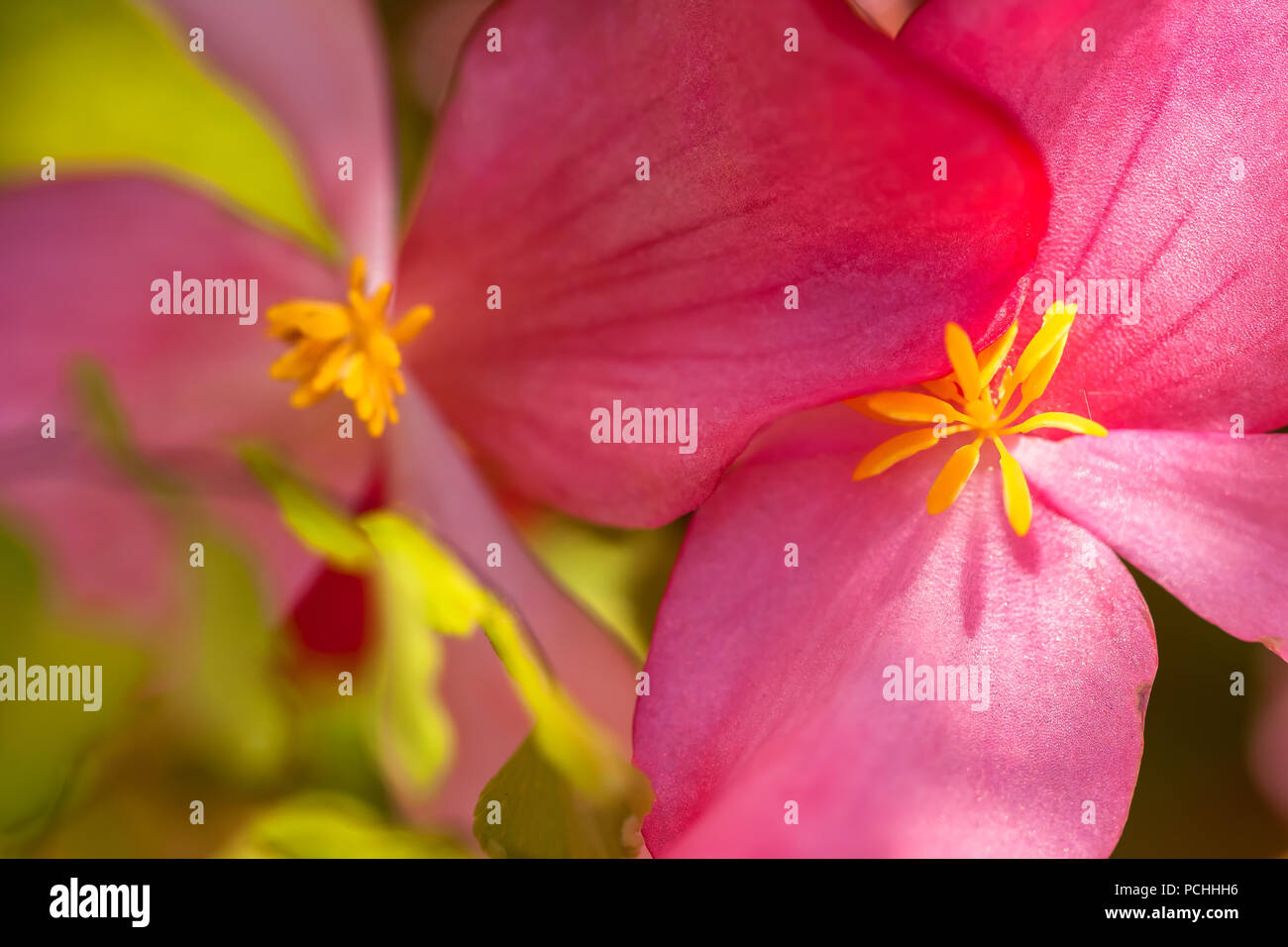 Surefire rose begonia hi-res stock photography and images - Alamy