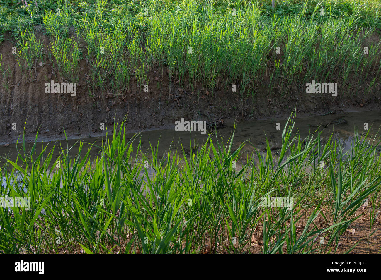 irrigation channel in the Lombardy countryside Stock Photo - Alamy