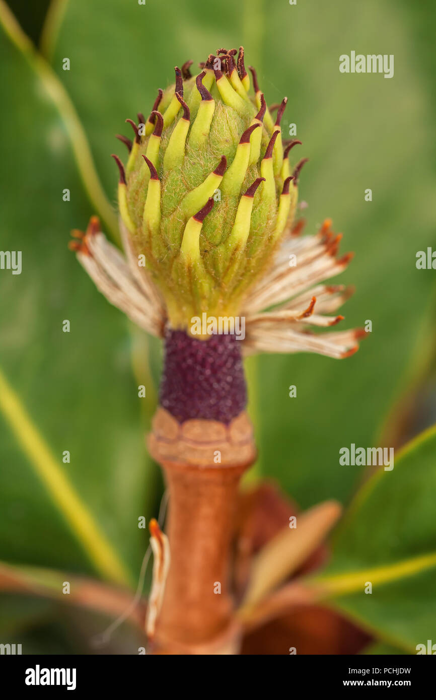 Fruit of dwarf southern magnolia flower (Magnolia grandiflora 'Little ...