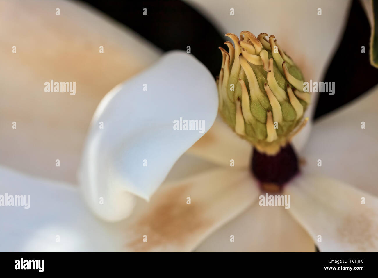 Dwarf southern magnolia flower (Magnolia grandiflora 'Little Gem'), San ...