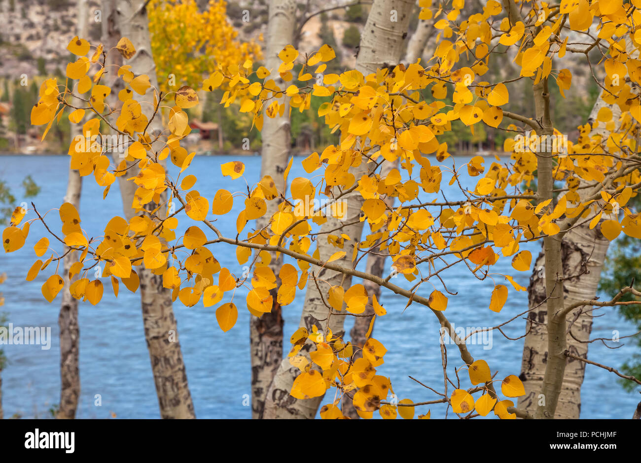 Aspen trees forest in their peak fall foliage, with Grand Lake in ...