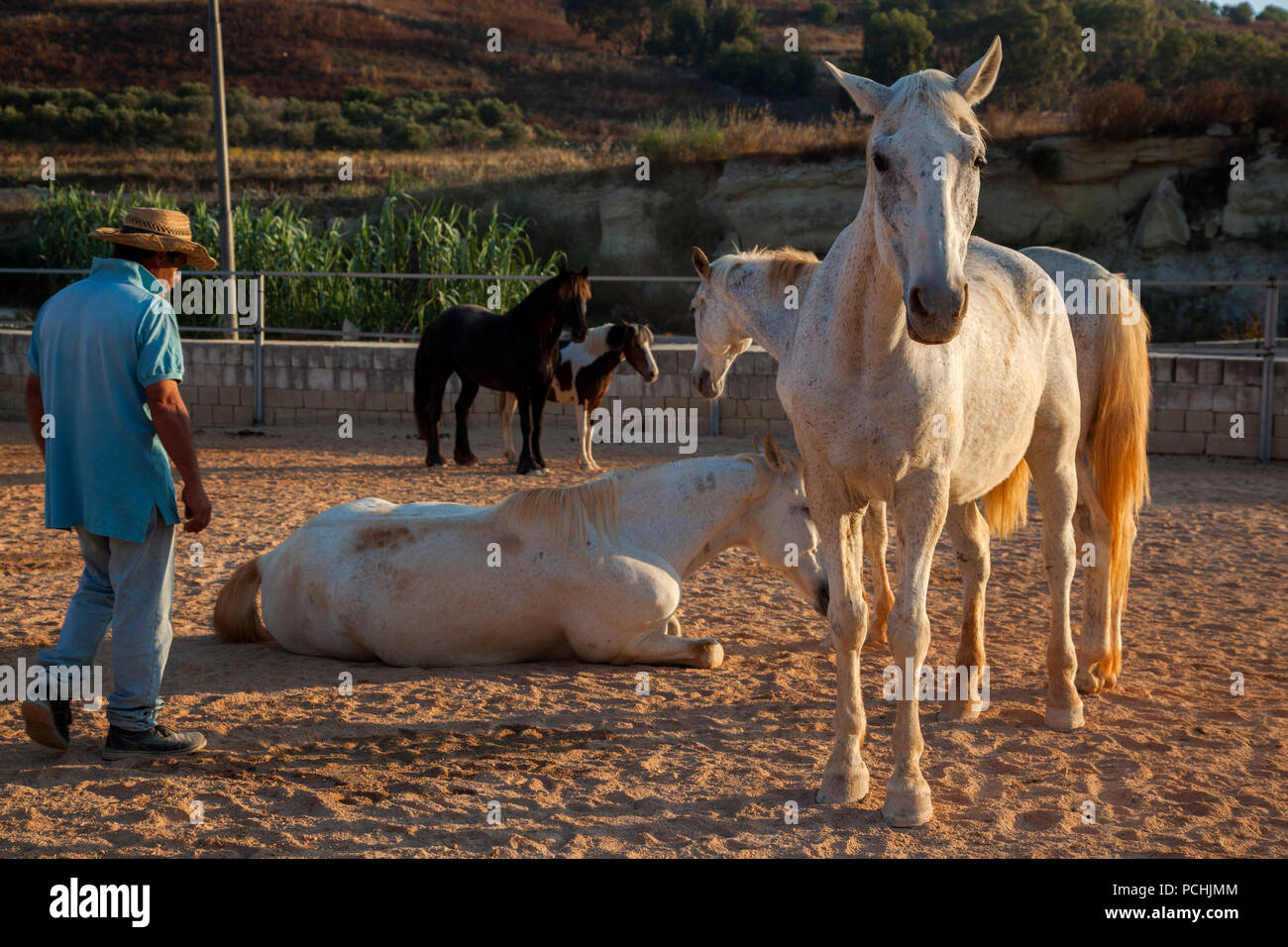 Drowsy horses hi-res stock photography and images - Alamy