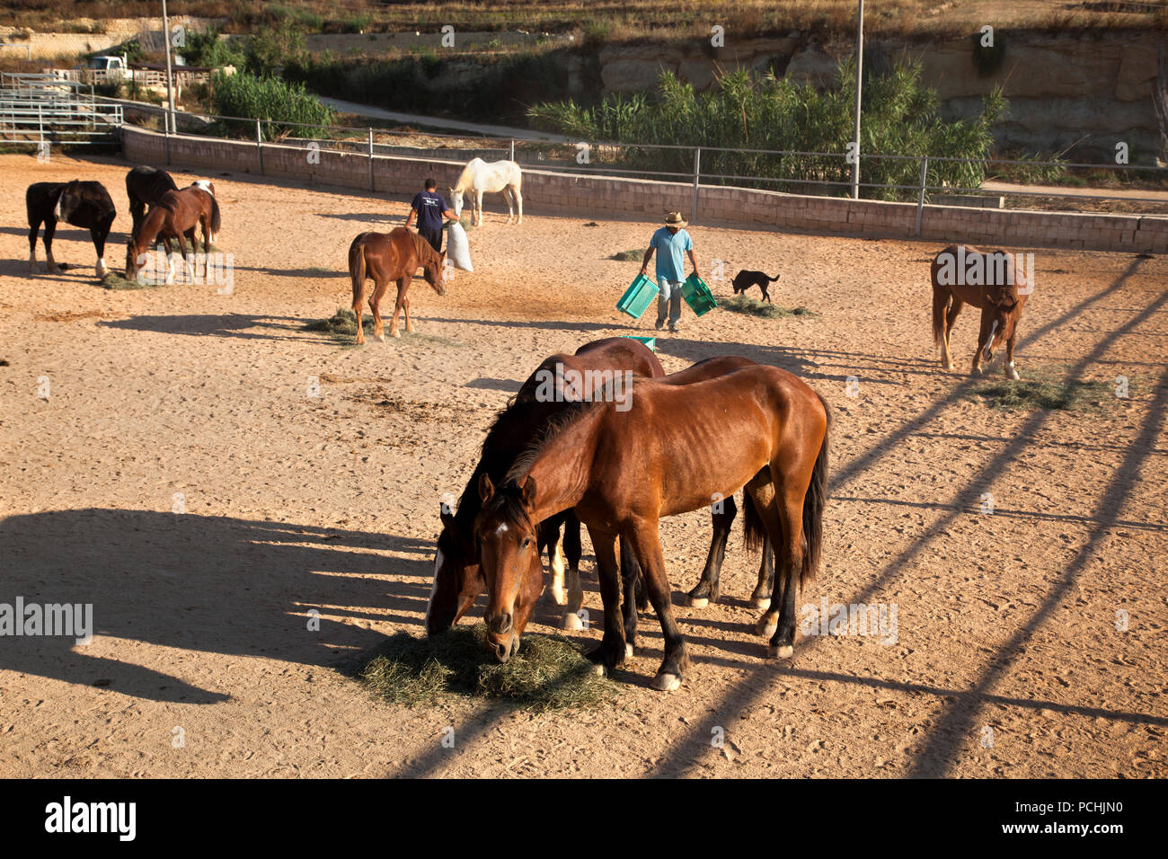 Farmhands feeding fodder to horses at the main paddock Stock Photo - Alamy