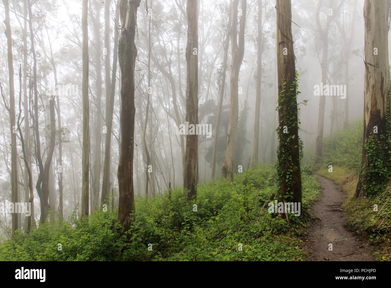 Historic blue forest trail hi-res stock photography and images - Alamy