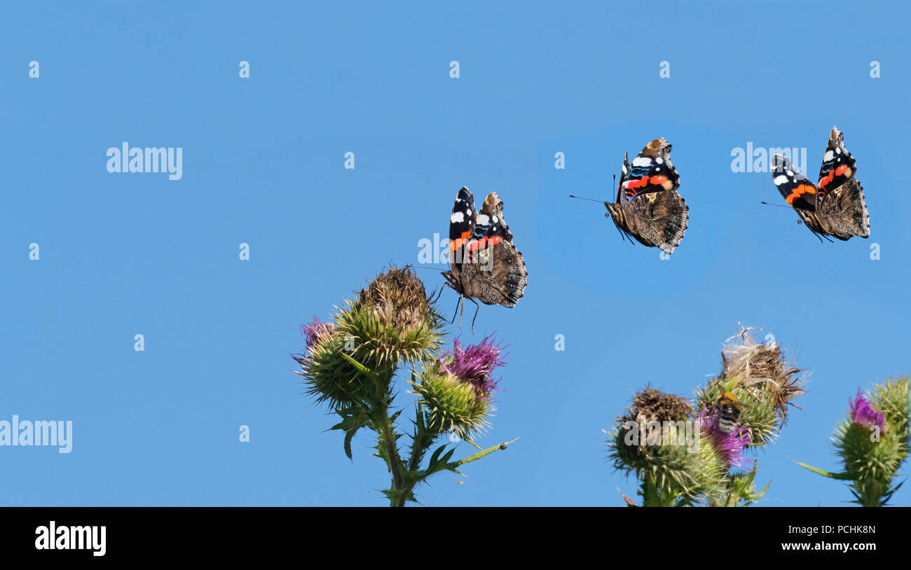 Beautiful flight sequence hi-res stock photography and images - Alamy