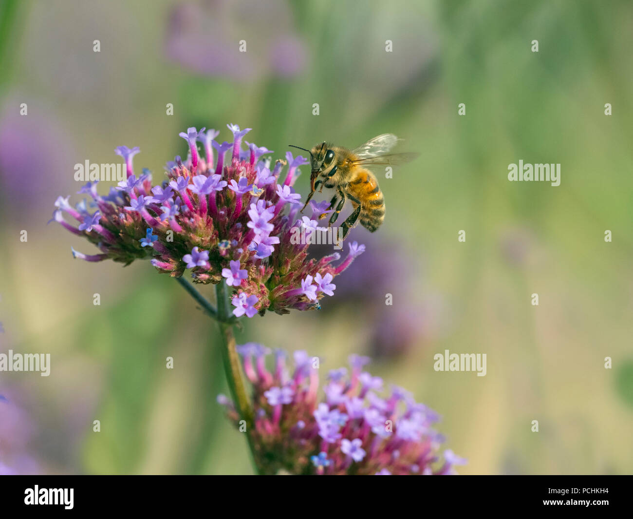 Busy insects hi-res stock photography and images - Alamy