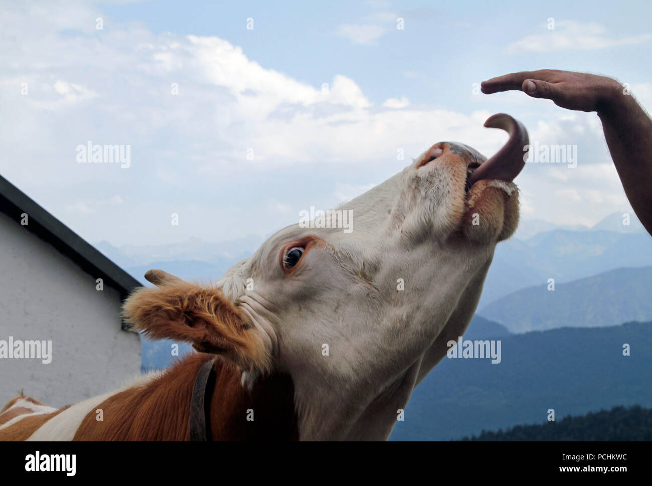 Cow with its tongue sticking out, trying to lick a human hand at a ...