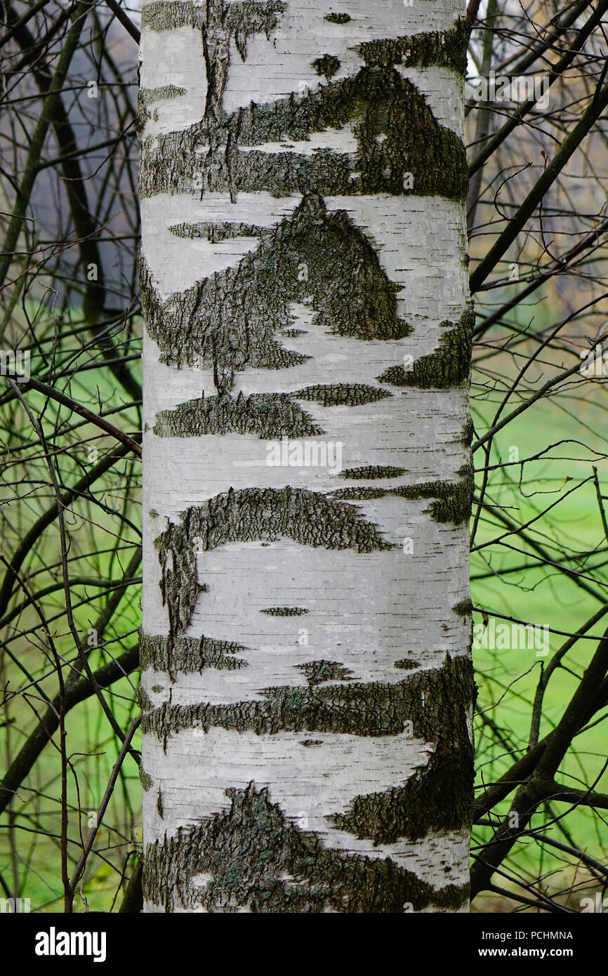 Russia Poplar High Resolution Stock Photography and Images - Alamy