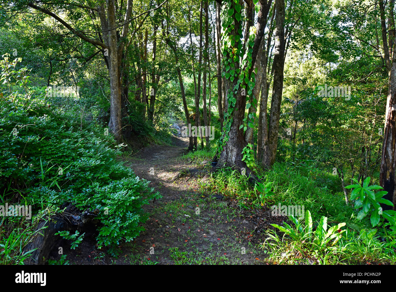 footpath weaving it's way though the woods, in the australian bush ...