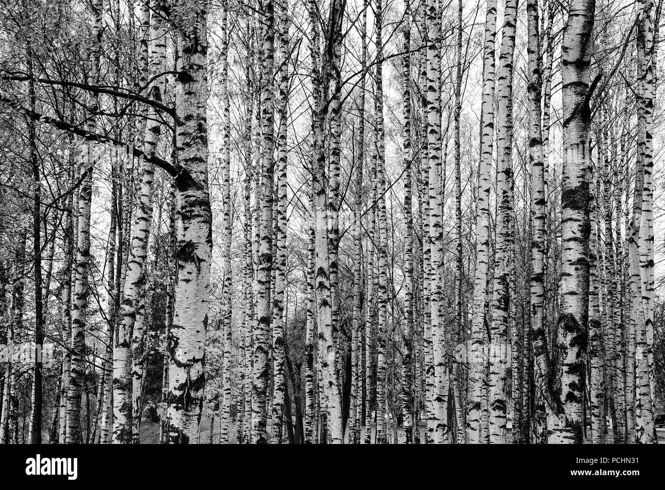 Populus balsamifera Black and White Stock Photos & Images - Alamy