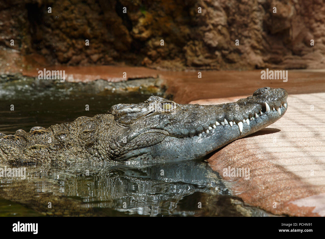 Dark skinned green crocodile in bright sunlight floating in water Stock ...