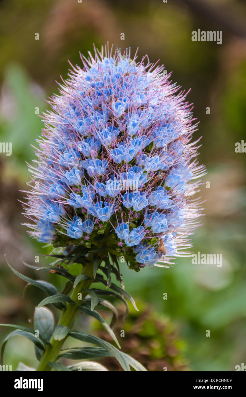 Pride of Madeira in bloom, Funchal Madeira Stock Photo - Alamy