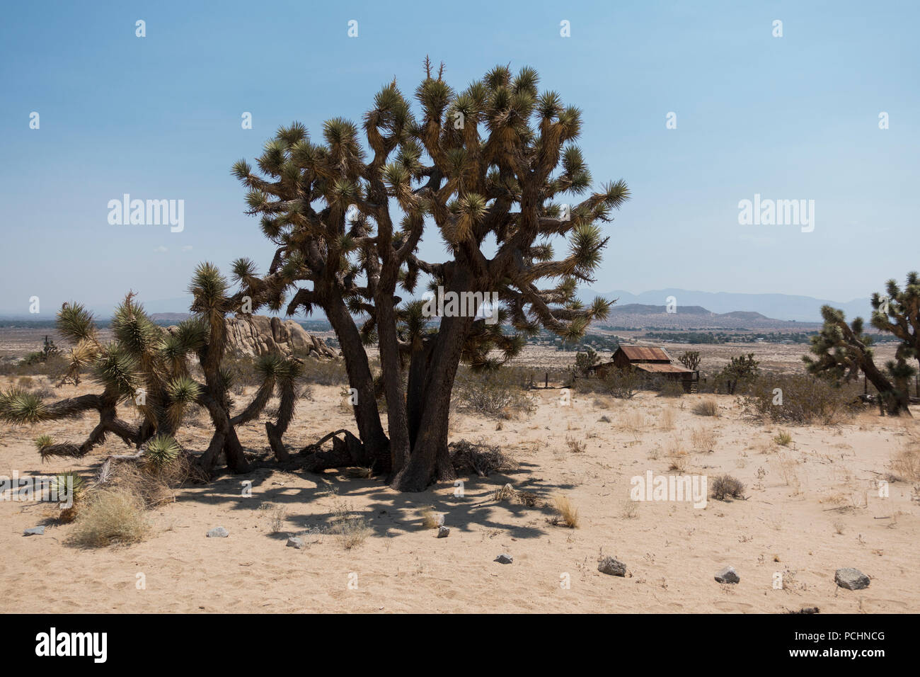 Native american indian mojave hi-res stock photography and images - Alamy