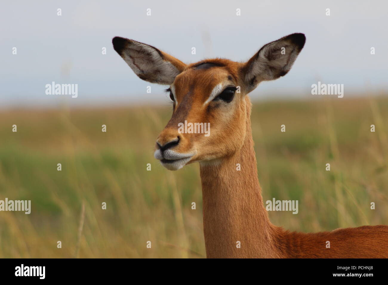 Lion impala hi-res stock photography and images - Alamy