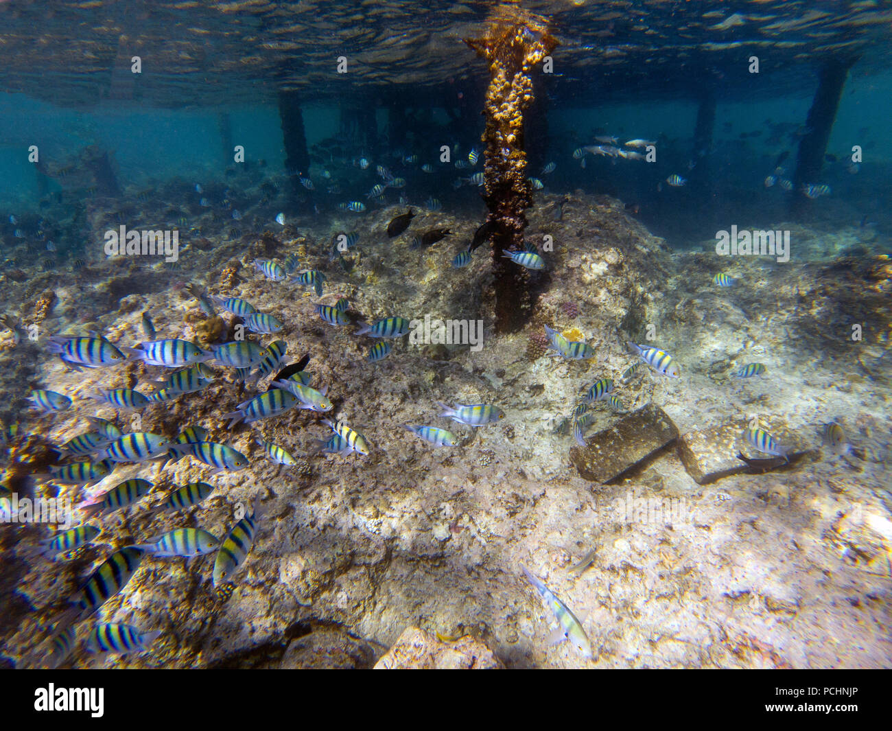 Coral grows on the underwater pillars of a pier Stock Photo - Alamy