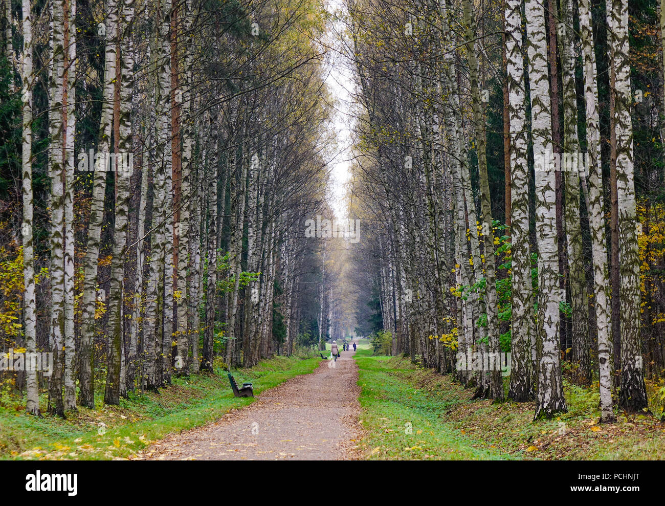 Poplar tree forest at autumn in Saint Petersburg, Russia. Autumn in St ...