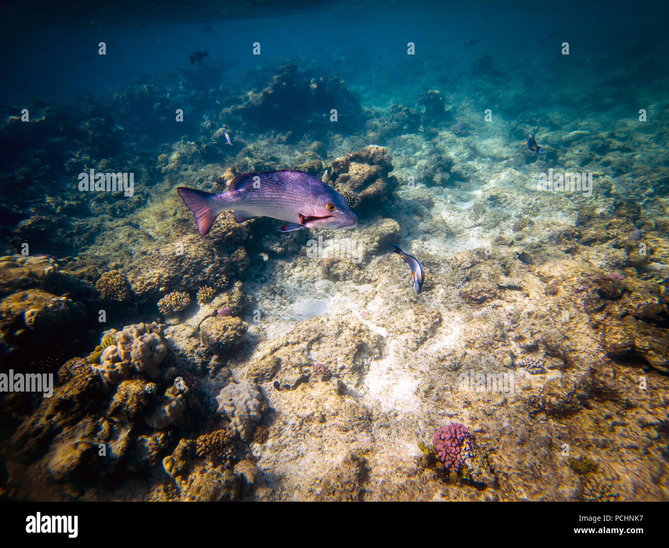 Twinspot snapper (Lutjanus bohar) side view of large silver fish with ...