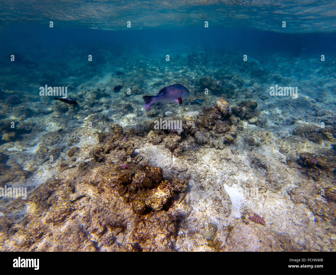 Twinspot snapper (Lutjanus bohar) side view of large silver fish with ...