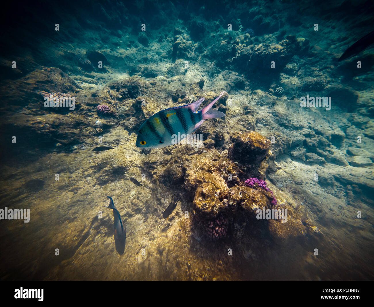 Sergeant major fish in coral hi-res stock photography and images - Alamy