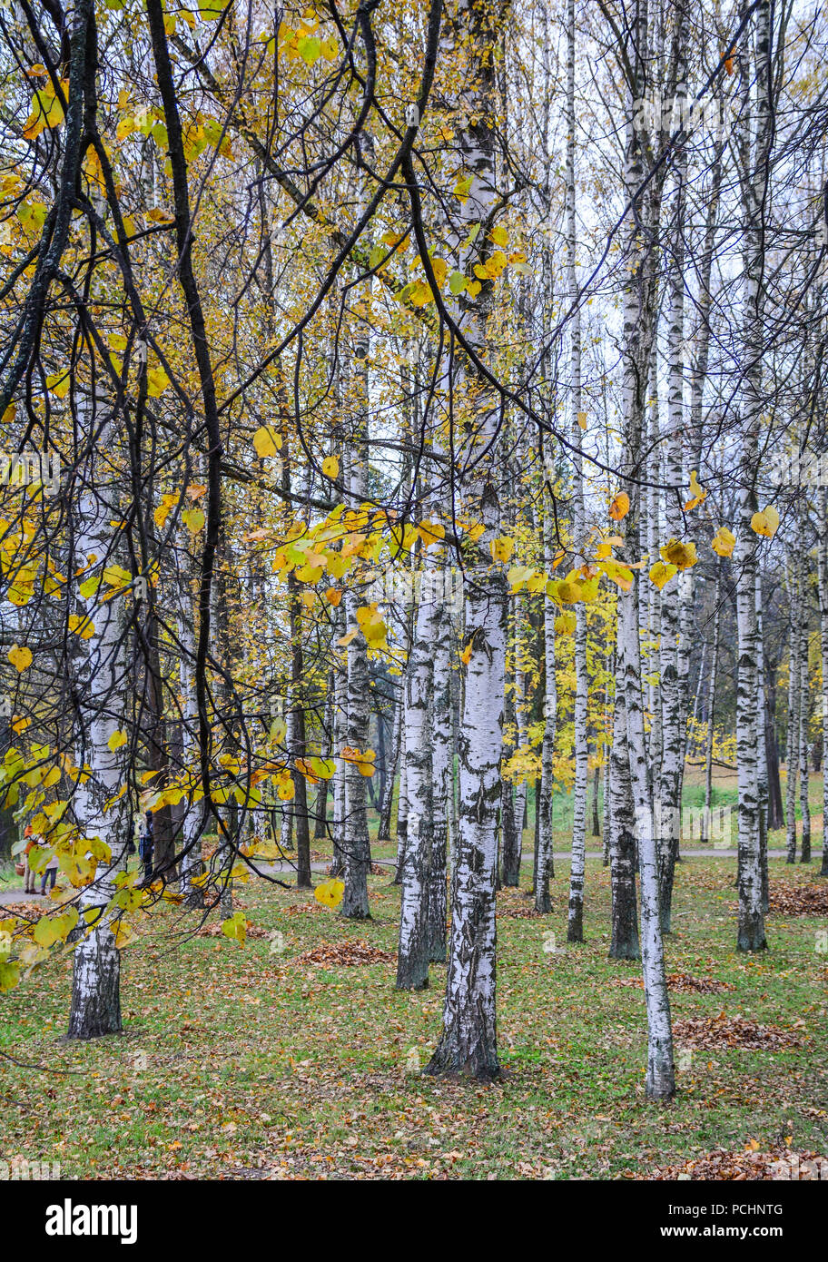 Autumn park in Saint Petersburg, Russia. Autumn in St. Petersburg ...