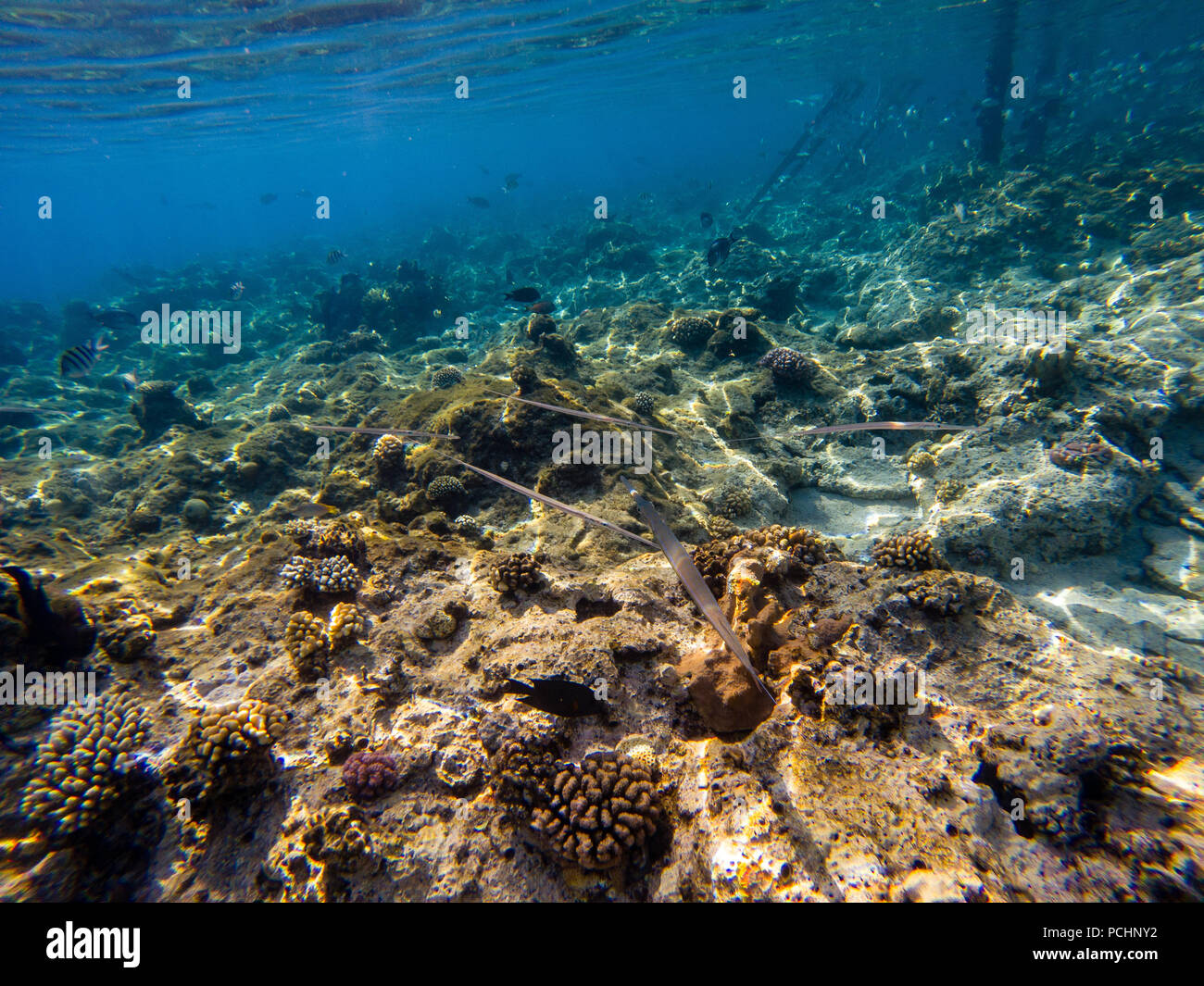 The Red Sea needlefish (Tylosurus choram), the most common needlefish ...