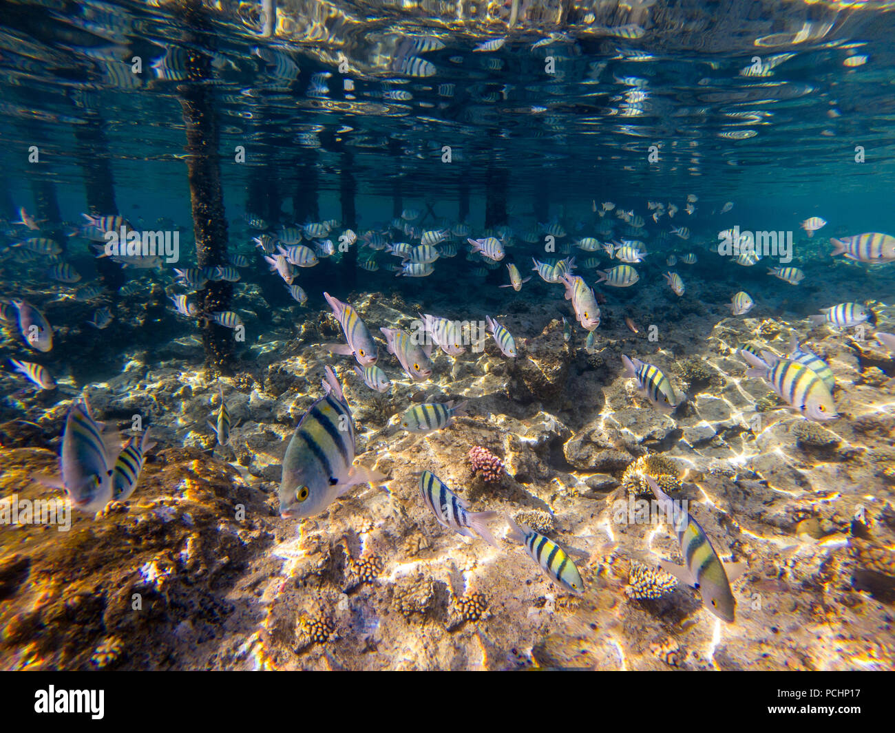 A flock of coral fish, seorgant fish, Egypt, Makadi bay Stock Photo - Alamy