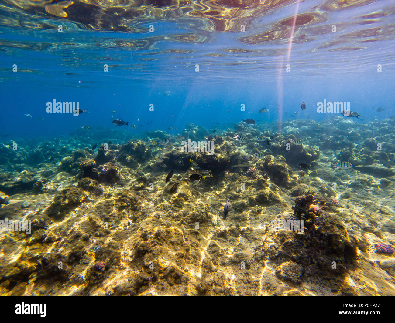 Beautiful underwater world hi-res stock photography and images - Alamy