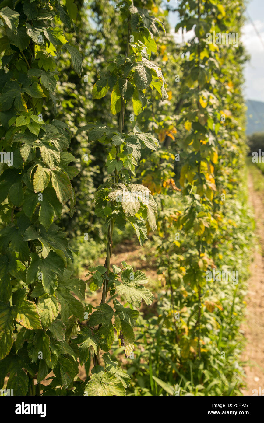 Green fields of hops Stock Photo - Alamy